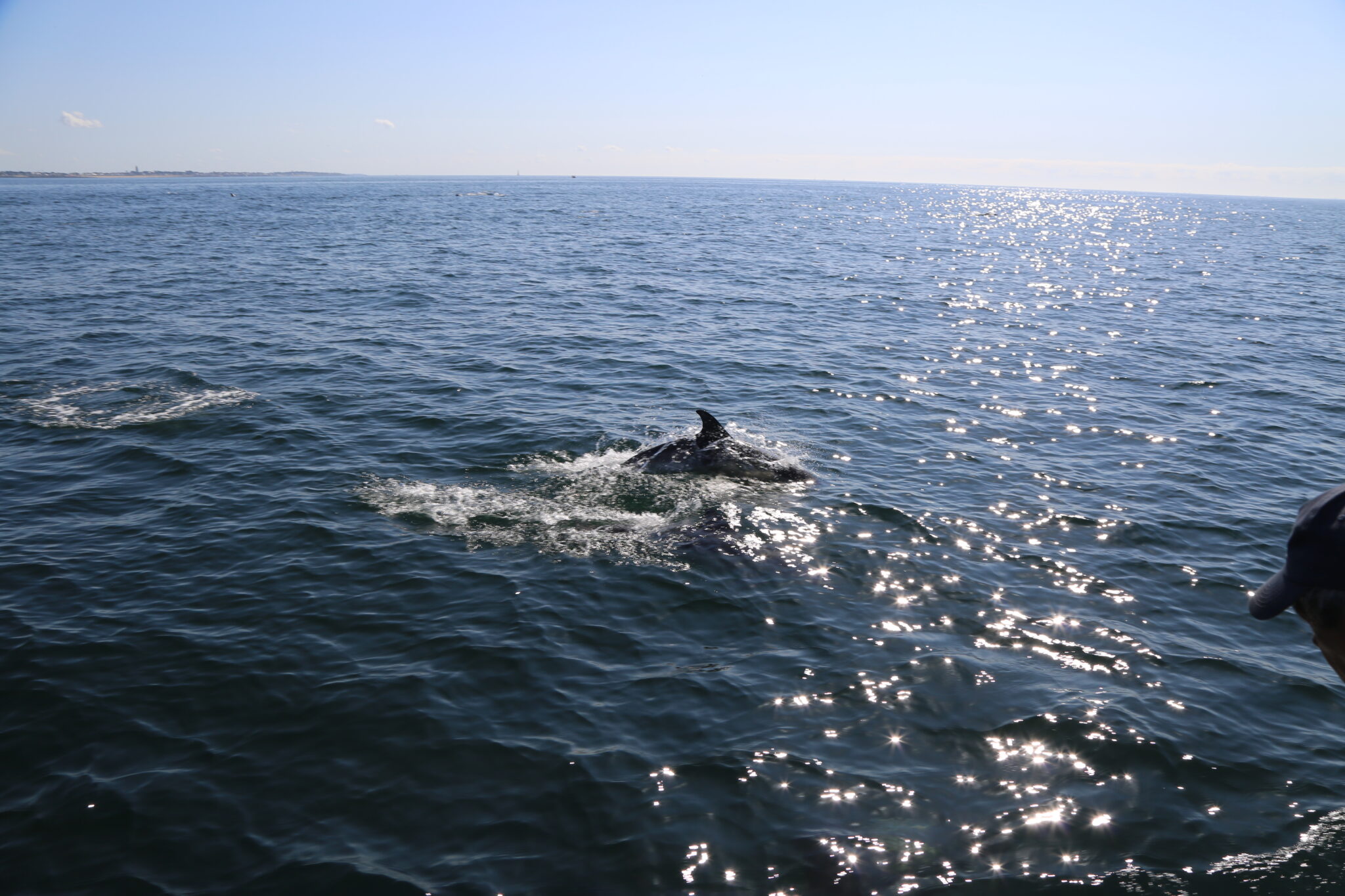 Marine Mammal Detection & Conservation | Acoustic Monitoring Solutions